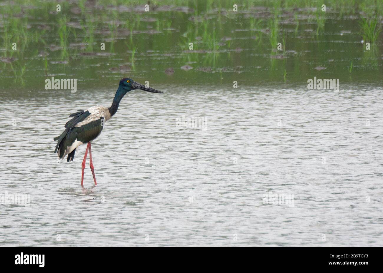 A Black Necked Stork in water at Kaziranga National Park, Assam, India ...