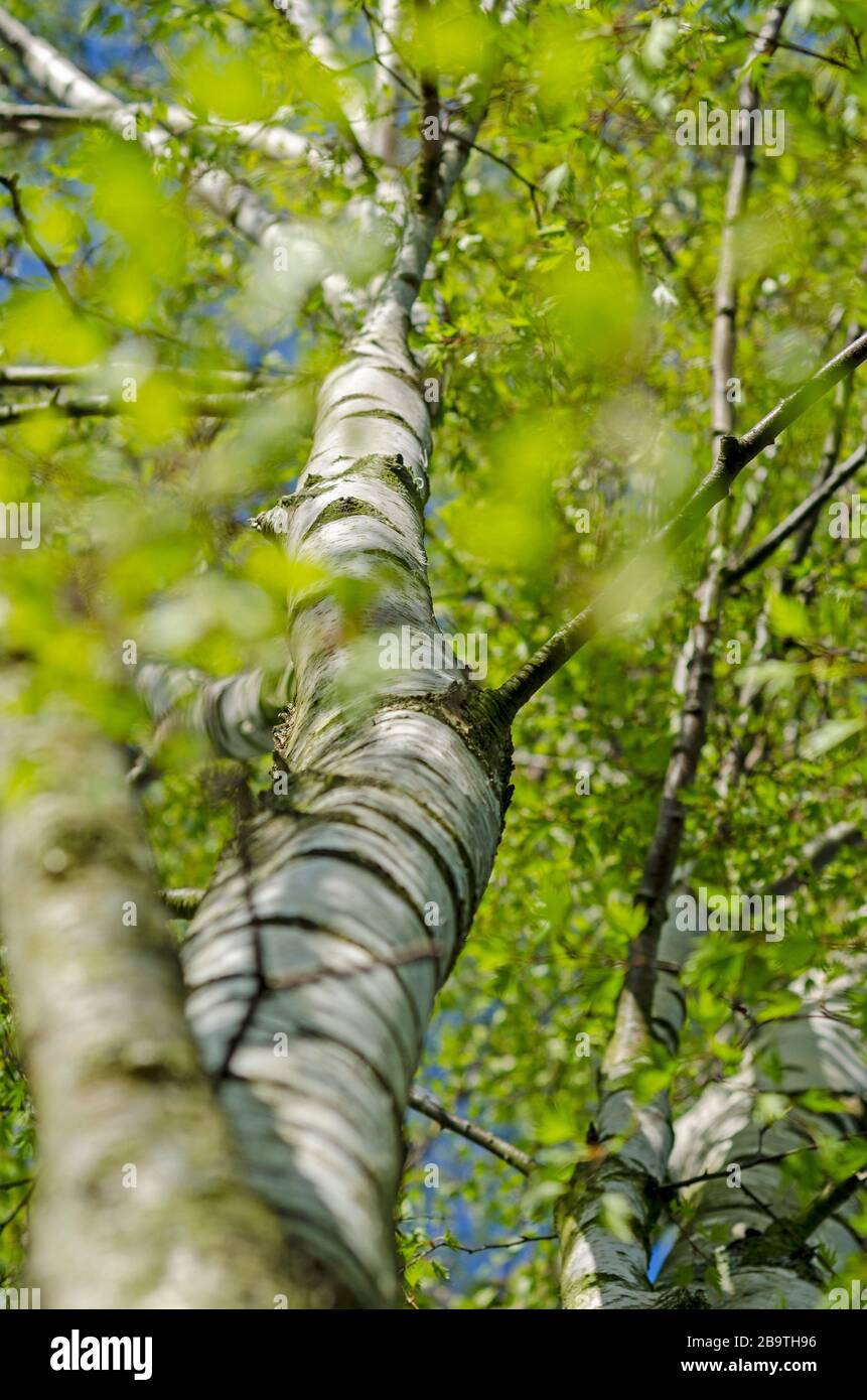 silver birch tree Stock Photo - Alamy