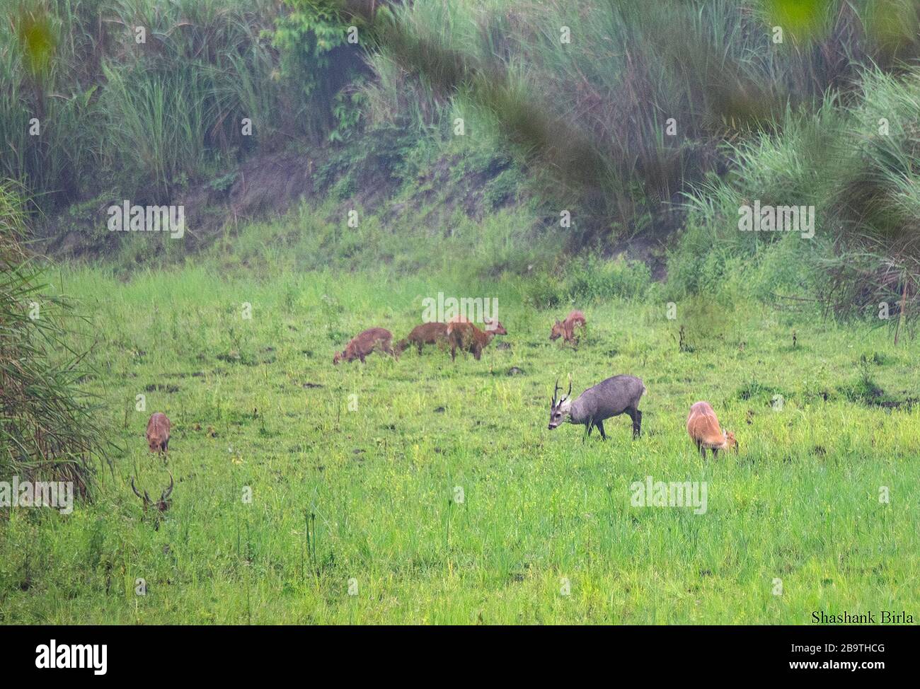 Dark colour Indian Hog Deer with the herd in a perfect landscape of ...