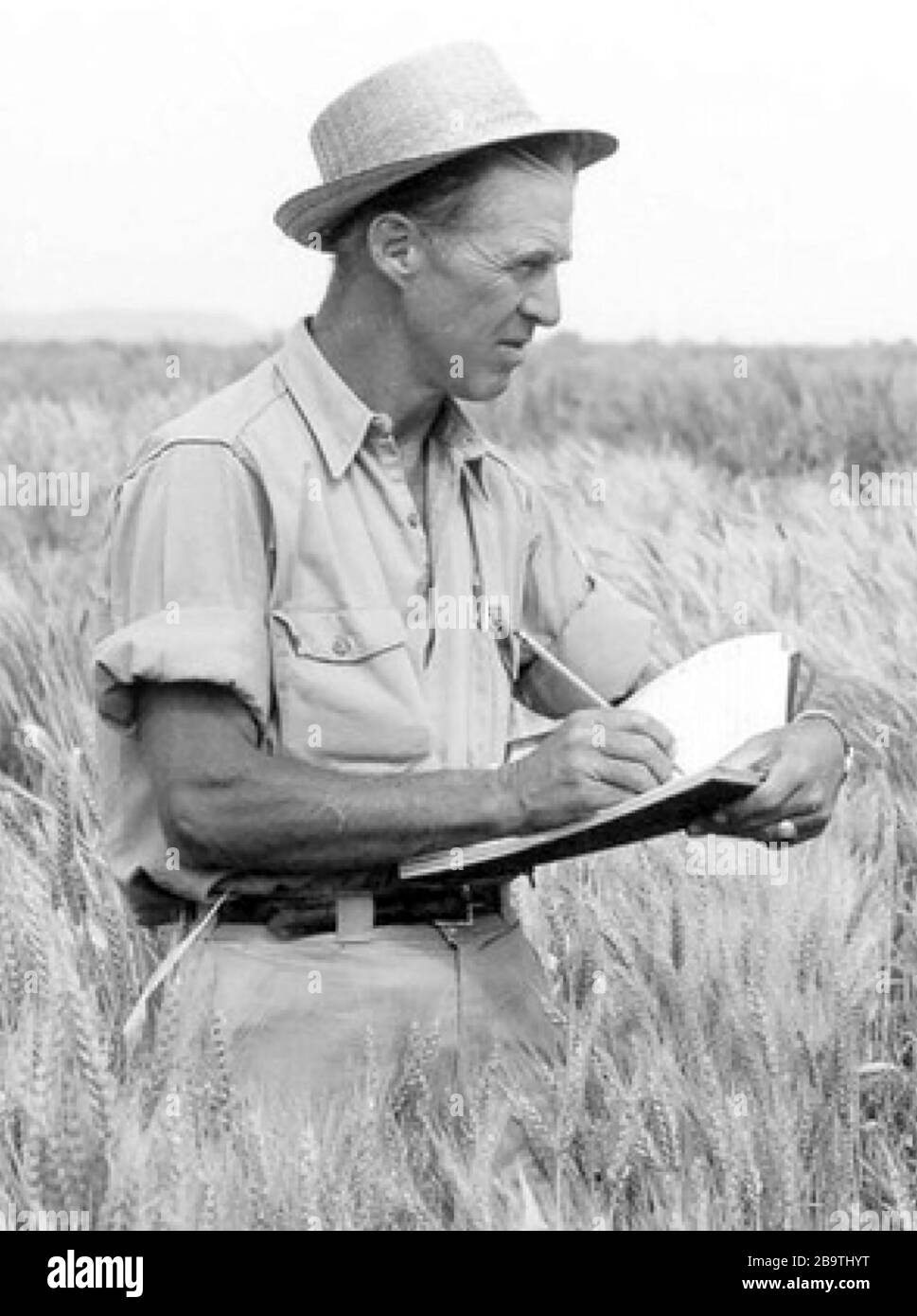 Norman borlaug wheat hi-res stock photography and images - Alamy