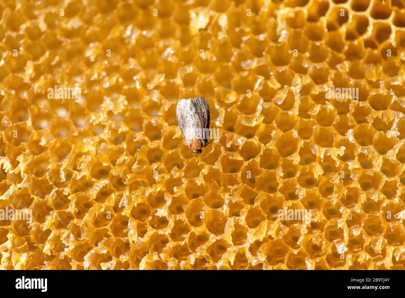 Galleria mellonella, wax moth - bee parasite - A distinctive moth in ...