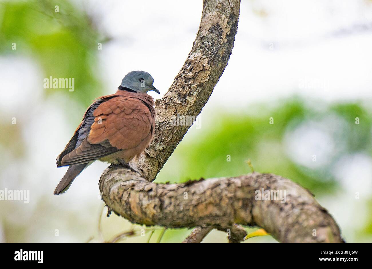 Kaziranga national park bird hi-res stock photography and images - Alamy