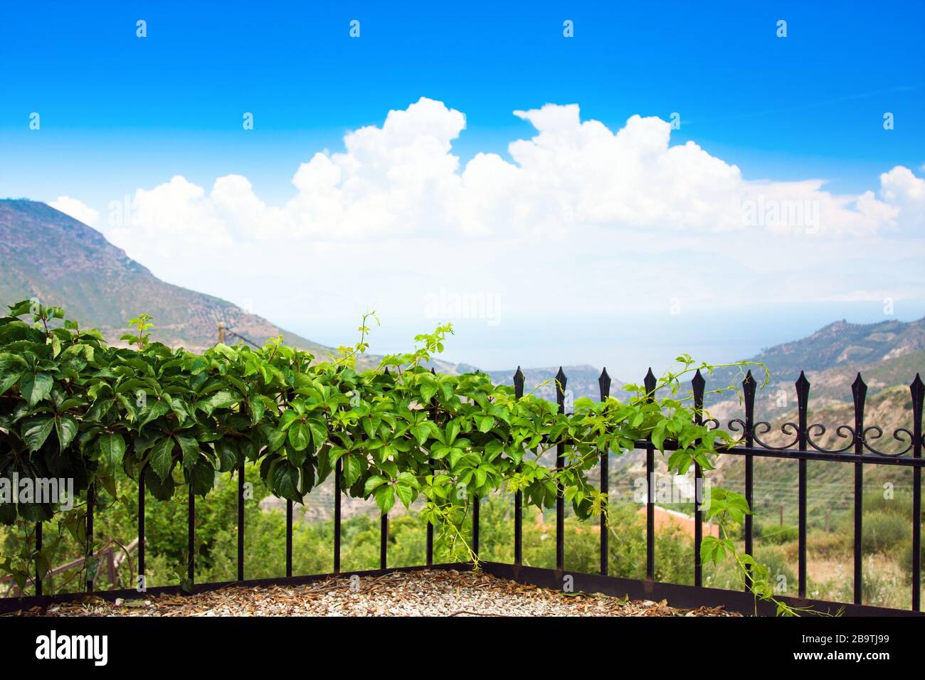 Outdoor terrace with metal fencing. Leaves of wild grapes on fence ...