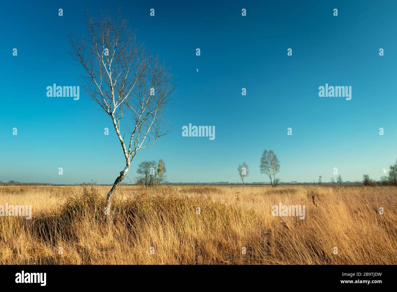 Birch tree without leaves hi-res stock photography and images - Alamy