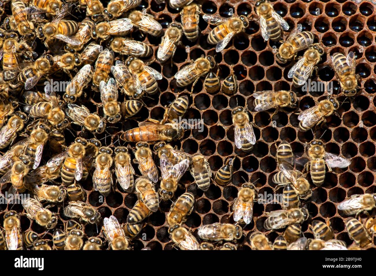 The queen bee swarm. Close-up of a queen bee - selective focus Stock ...