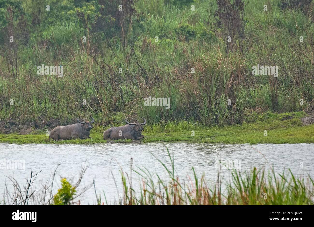 Asiatic water buffalo of india hi-res stock photography and images - Alamy