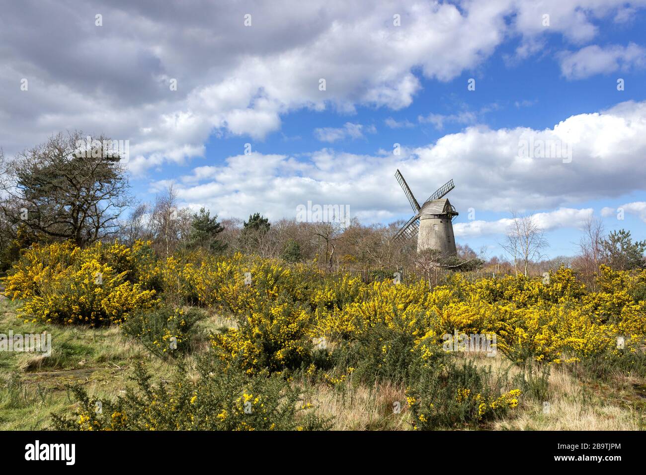 Flowering gorse bushes and historic Bidston windmill on Bidston Hill ...