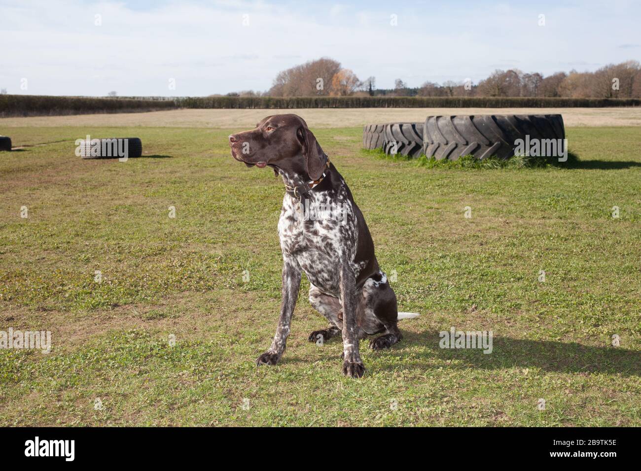 A German Short haired Pointer Stock Photo - Alamy