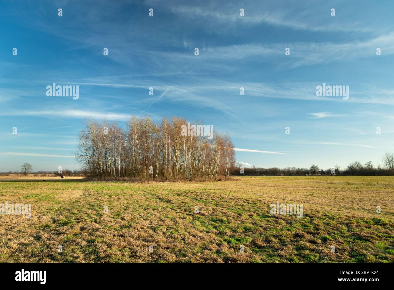 Fantastic tree hi-res stock photography and images - Alamy