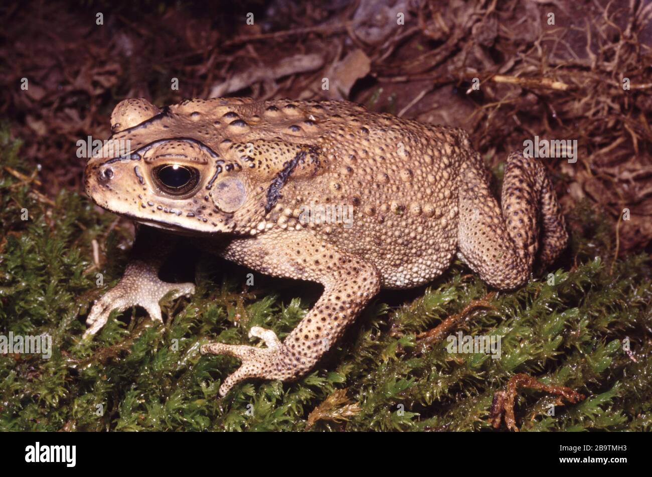 Anatomy of the toad hi-res stock photography and images - Alamy