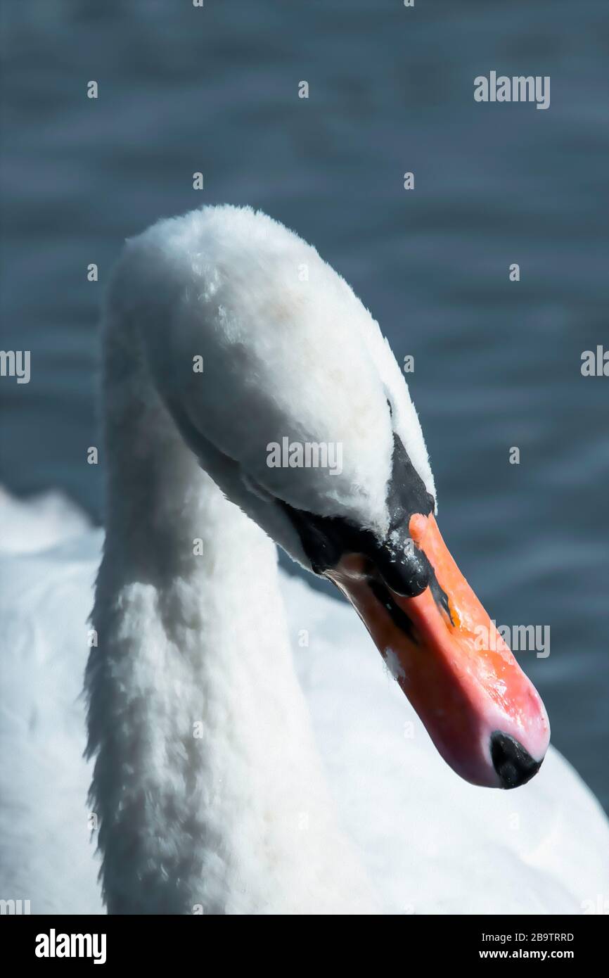 Close up of swan face Stock Photo - Alamy