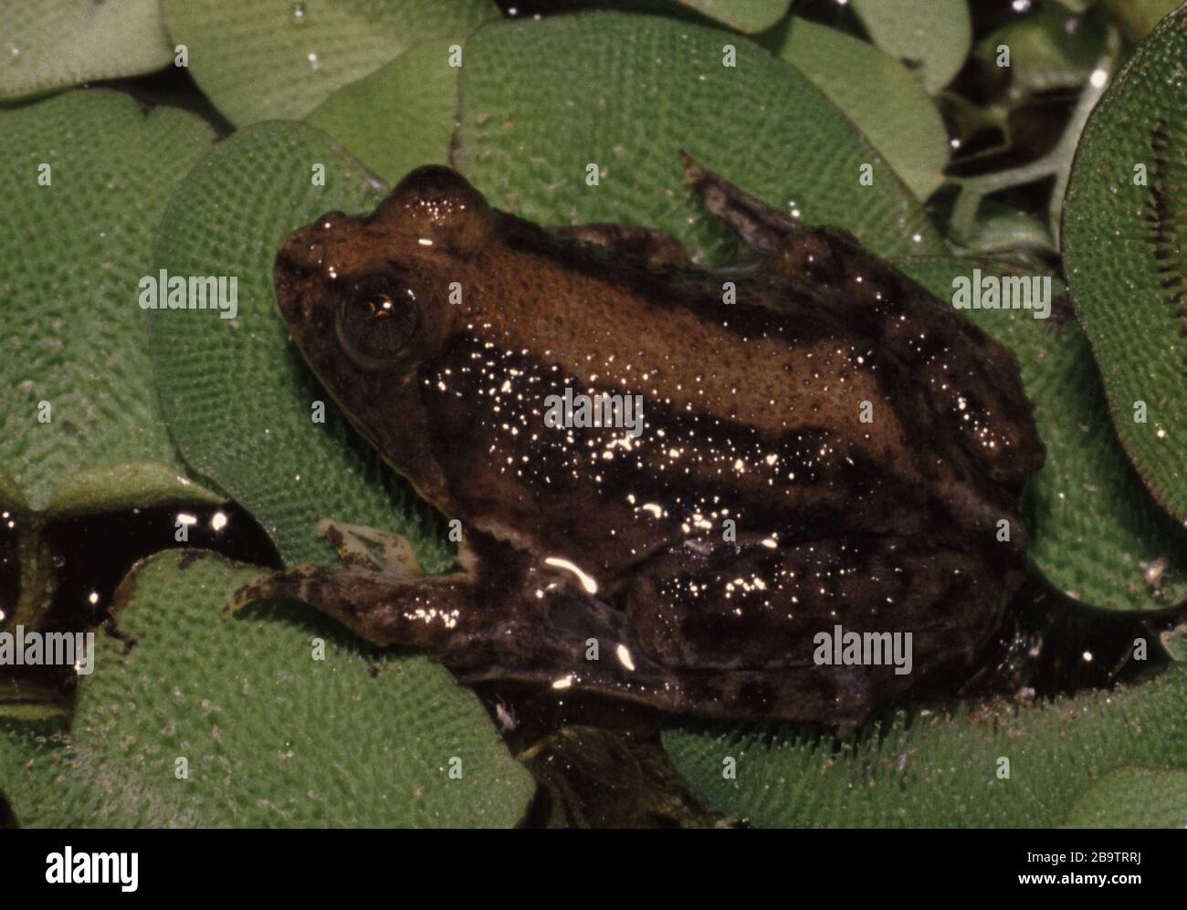 Green puddle frog, Occidozyga lima Stock Photo - Alamy