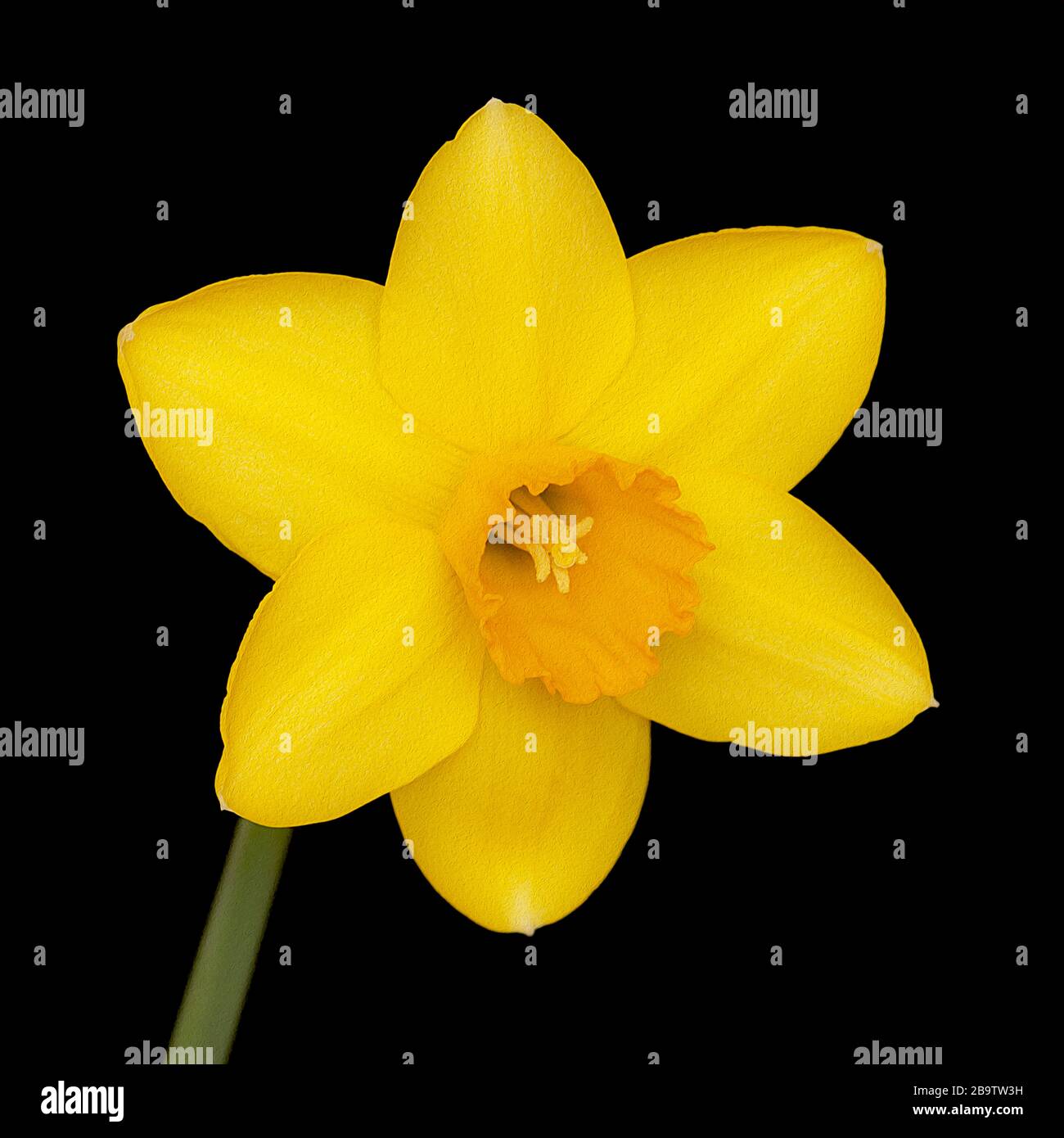 Oil paint of yellow daffodil studio Stock Photo - Alamy