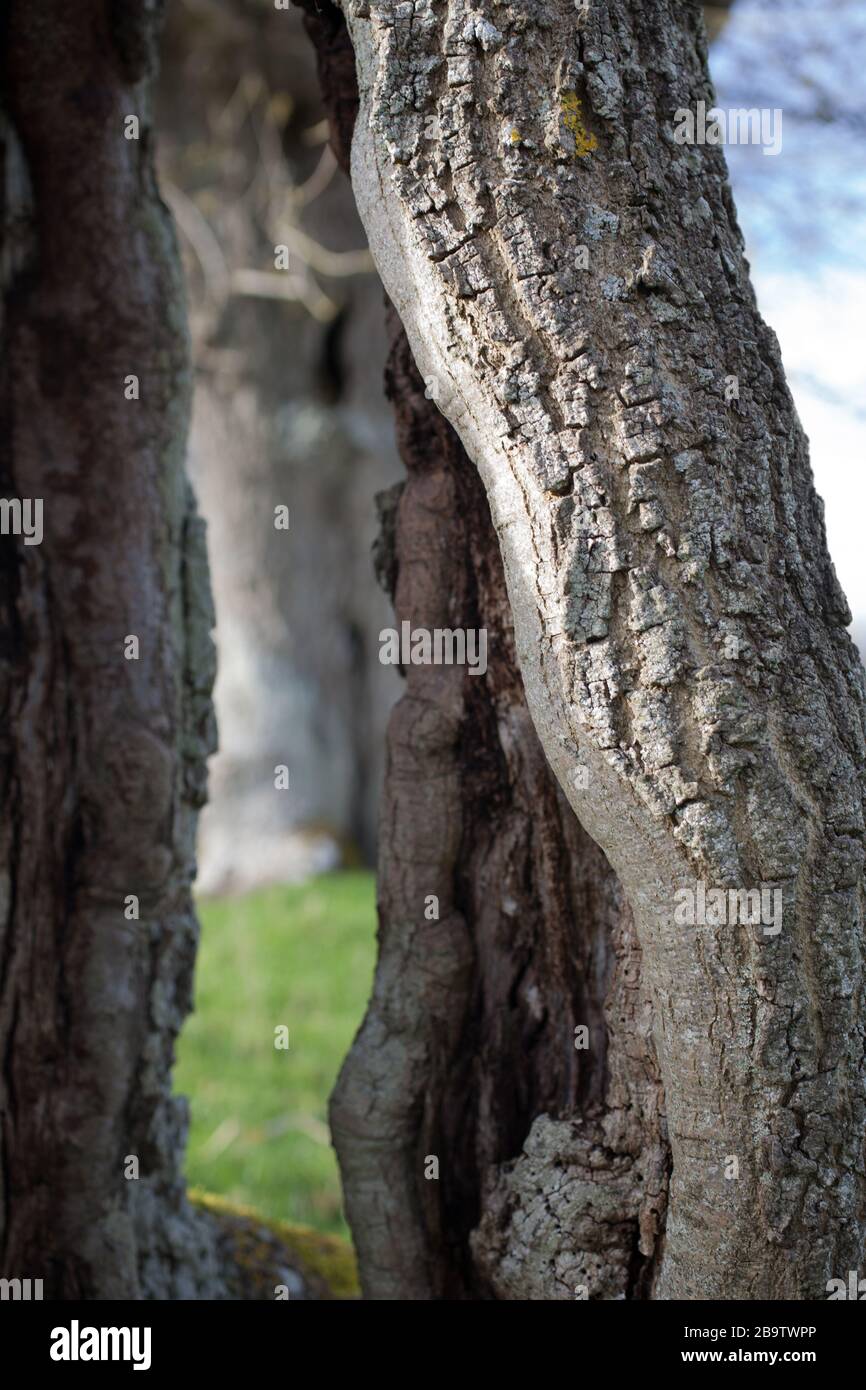 Old knobbly tree hi-res stock photography and images - Alamy