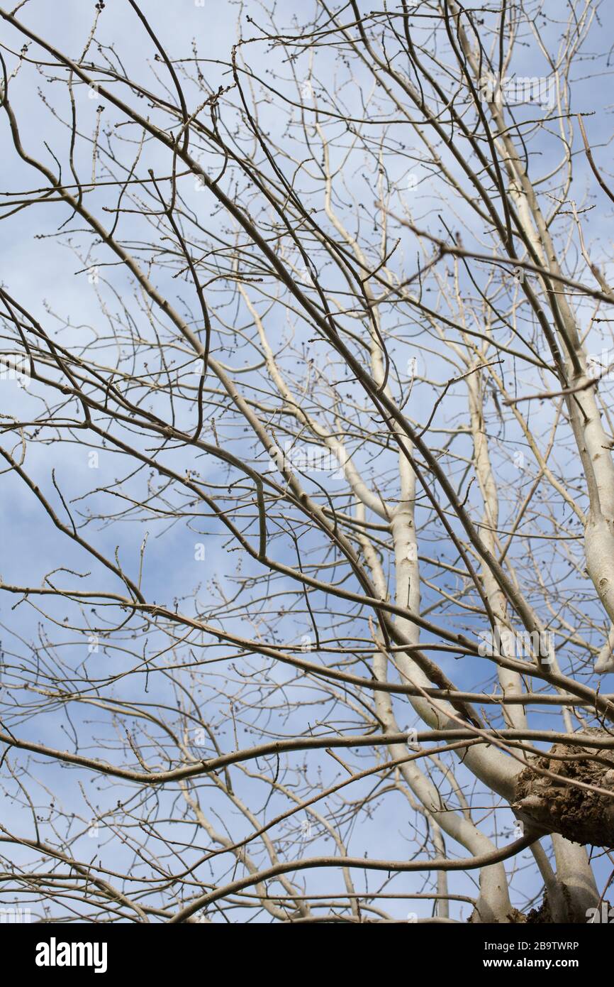 Knobbly Tree Branches High Resolution Stock Photography and Images - Alamy