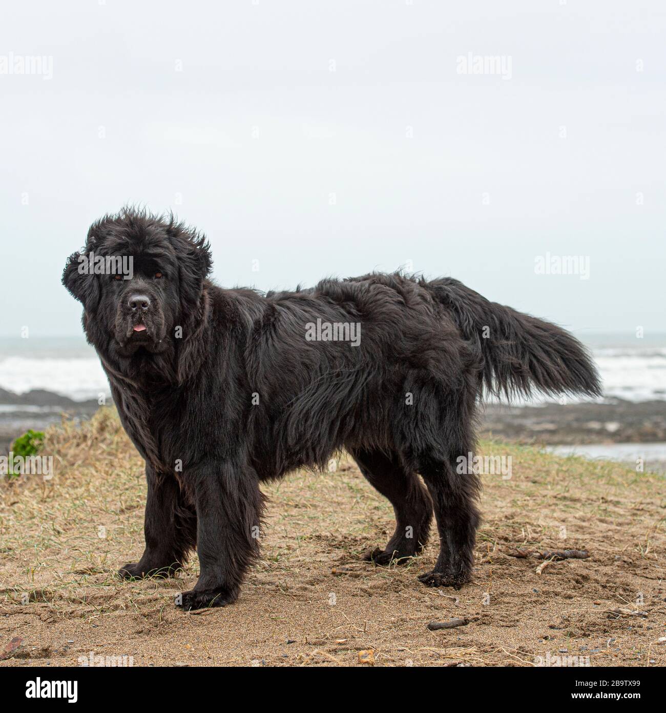 Newfoundland dogs hi-res stock photography and images - Alamy