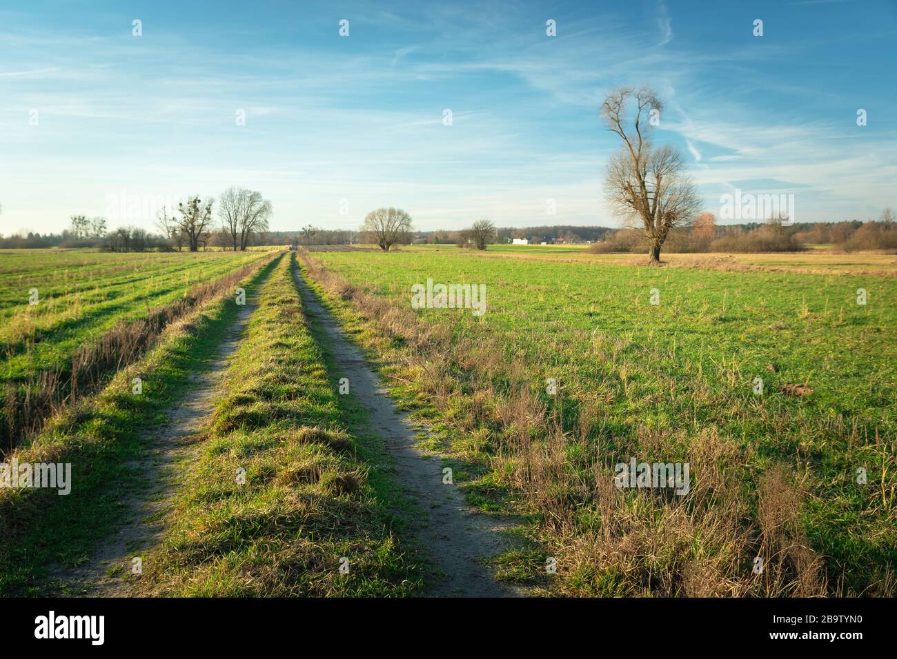 Tree trees farm land dawn hi-res stock photography and images - Alamy