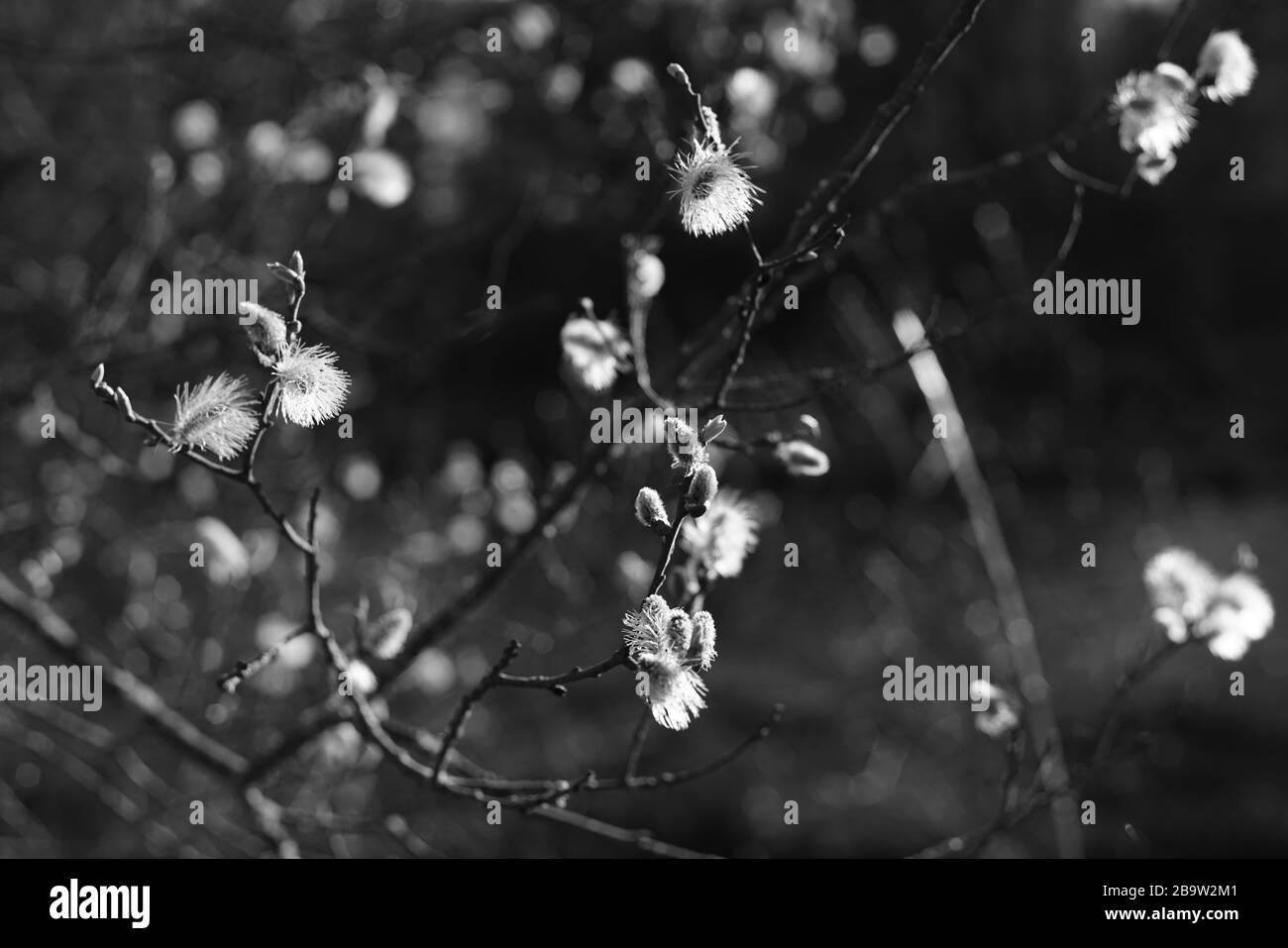 Blooming Willow Trees during spring season Stock Photo - Alamy