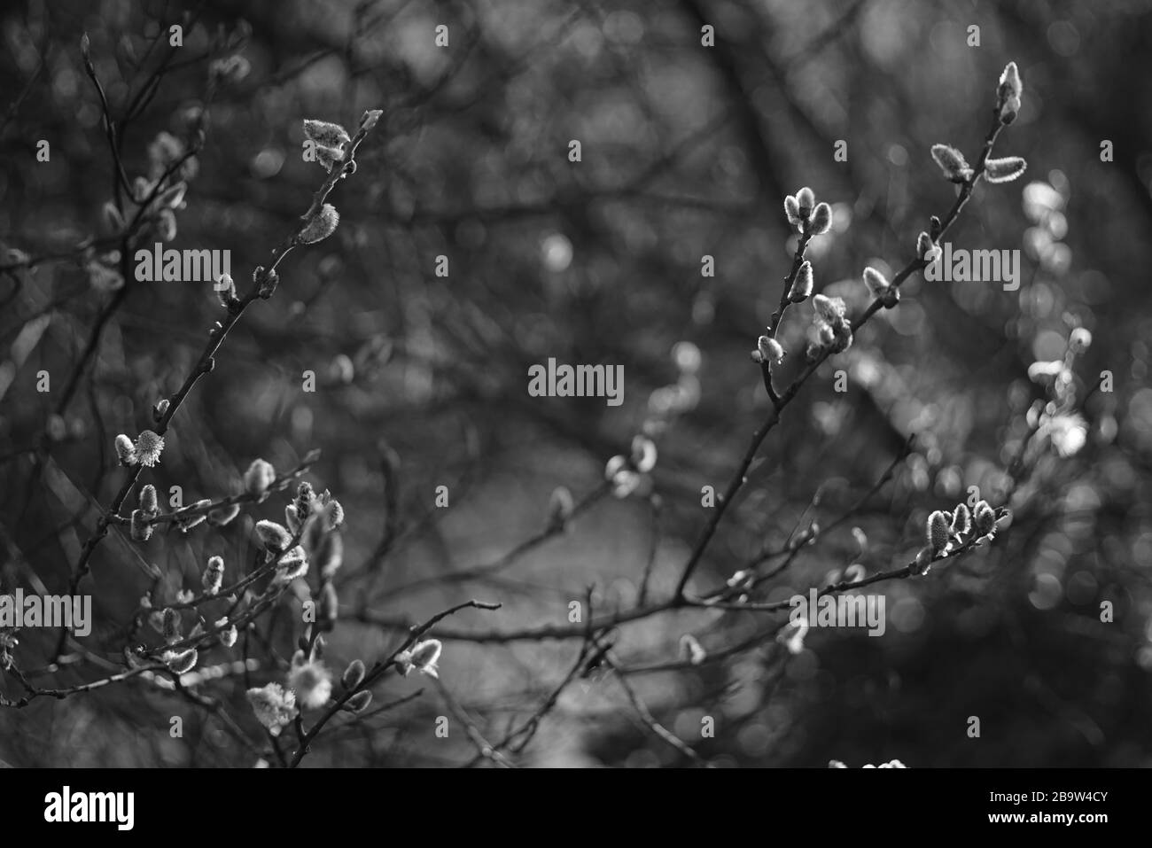 Salix spring Black and White Stock Photos & Images - Alamy