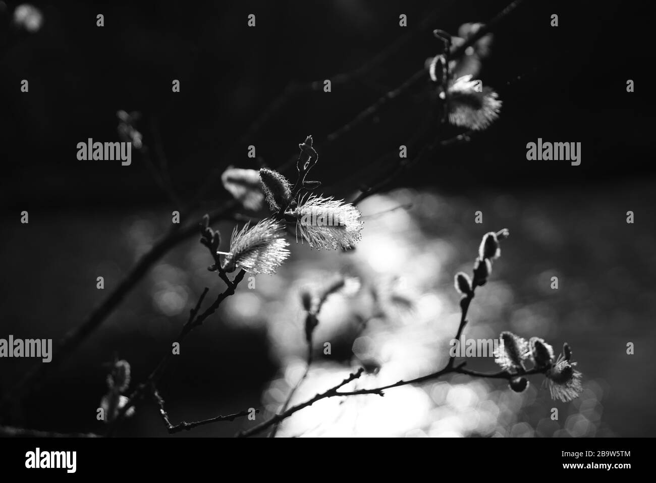 White willow salix alba Black and White Stock Photos & Images - Alamy