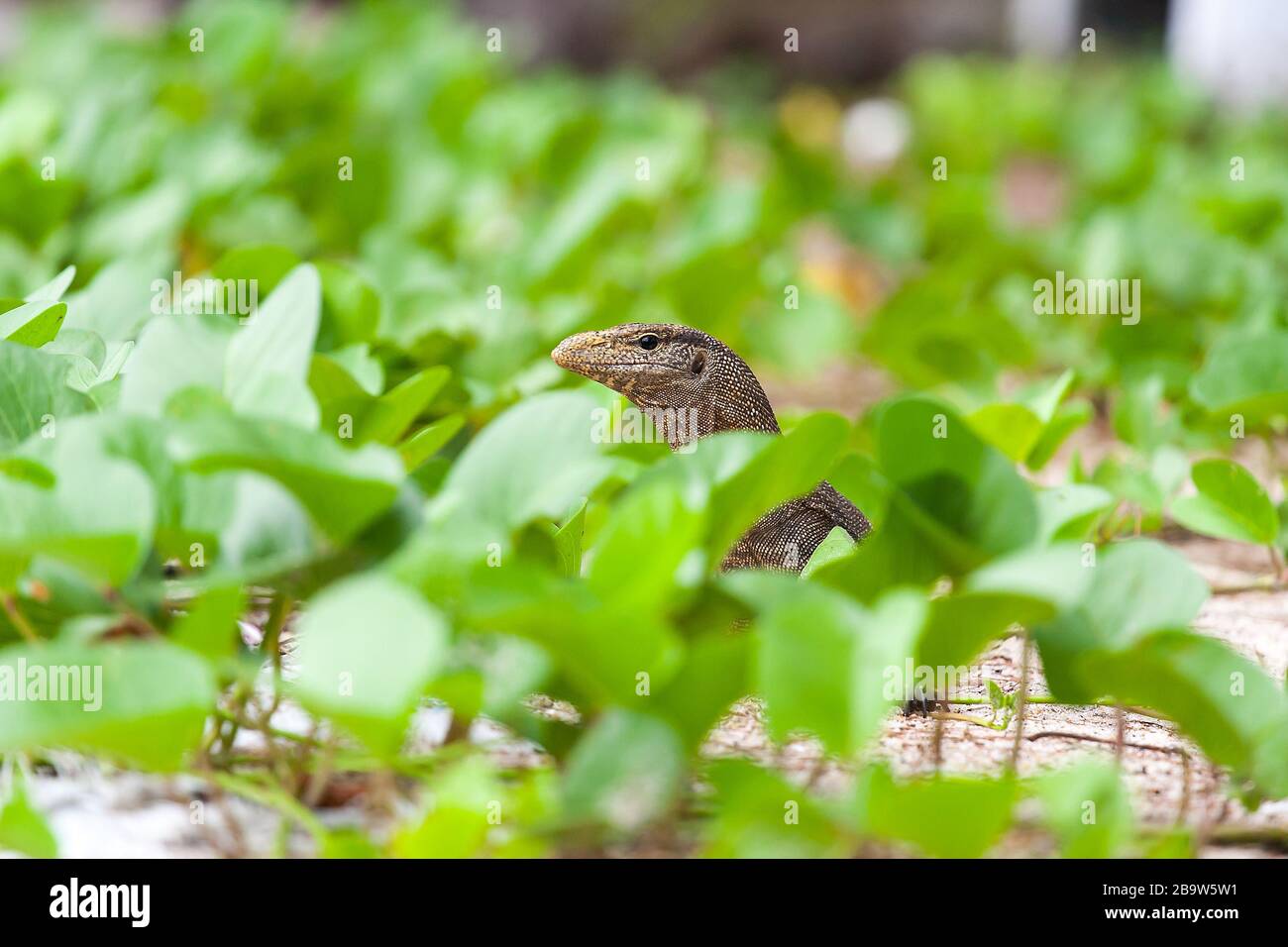 Monitor Lizard at Pulau Tioman Stock Photo - Alamy