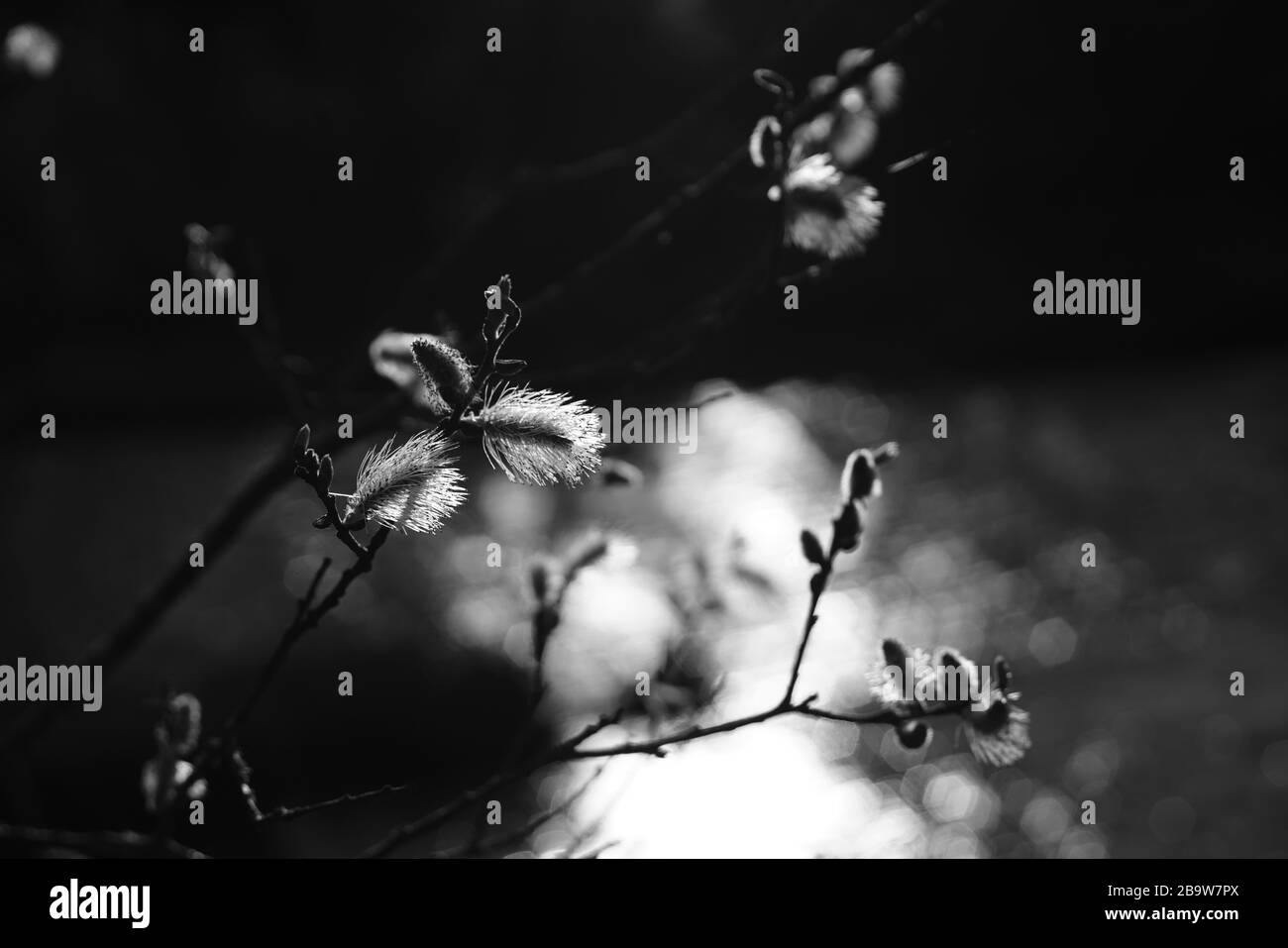 Blooming Willow Trees during spring season Stock Photo - Alamy