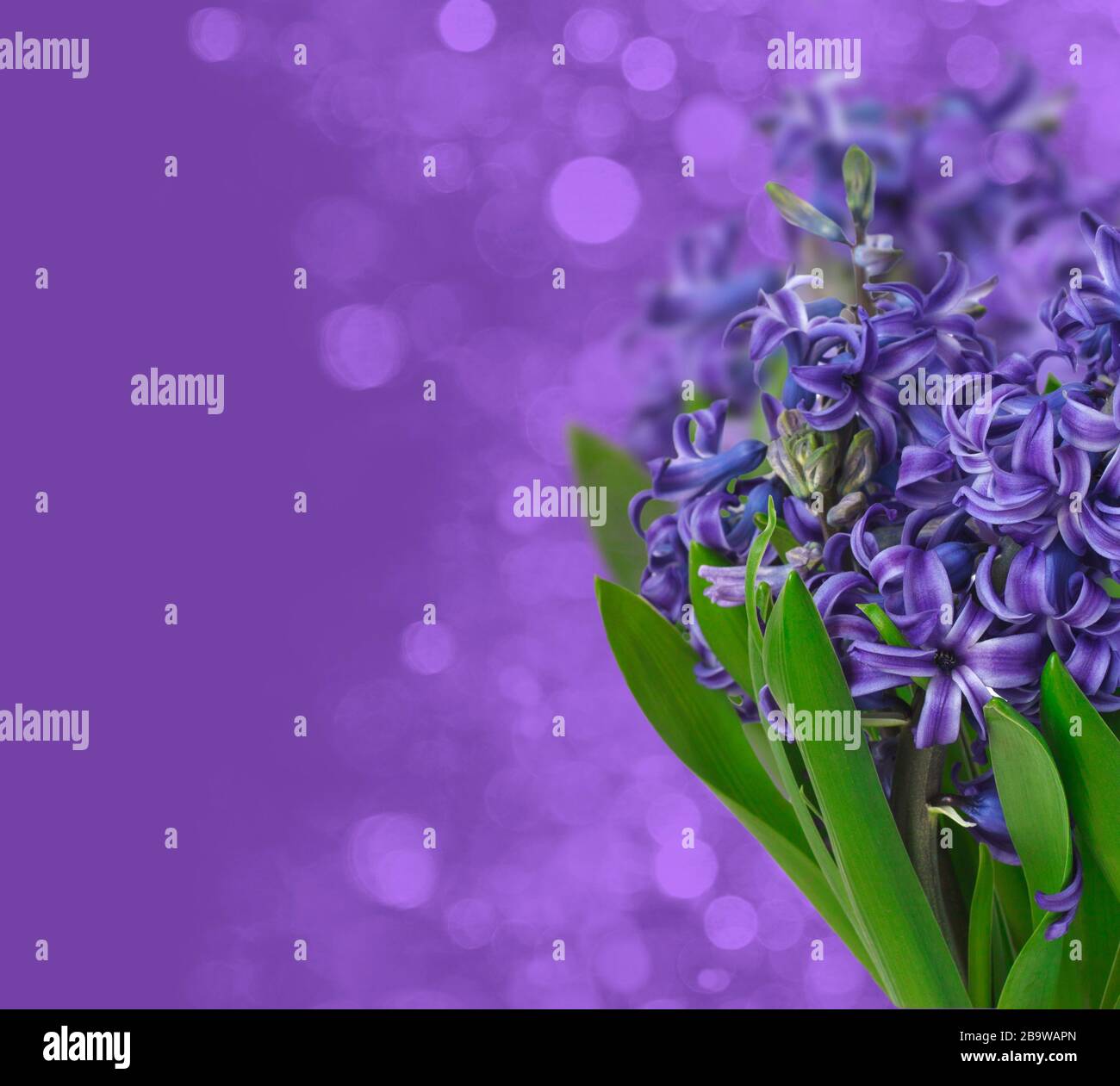 Hyacinths. Spring flowers on purple background, copy space Stock Photo ...