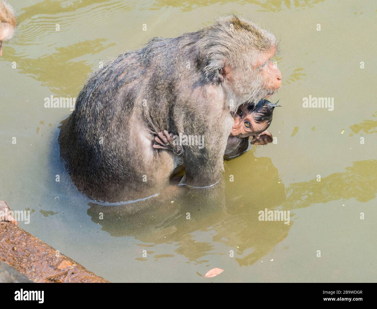 Indian Macaque (Macaca leonina). A group of macaques and their cubs are ...