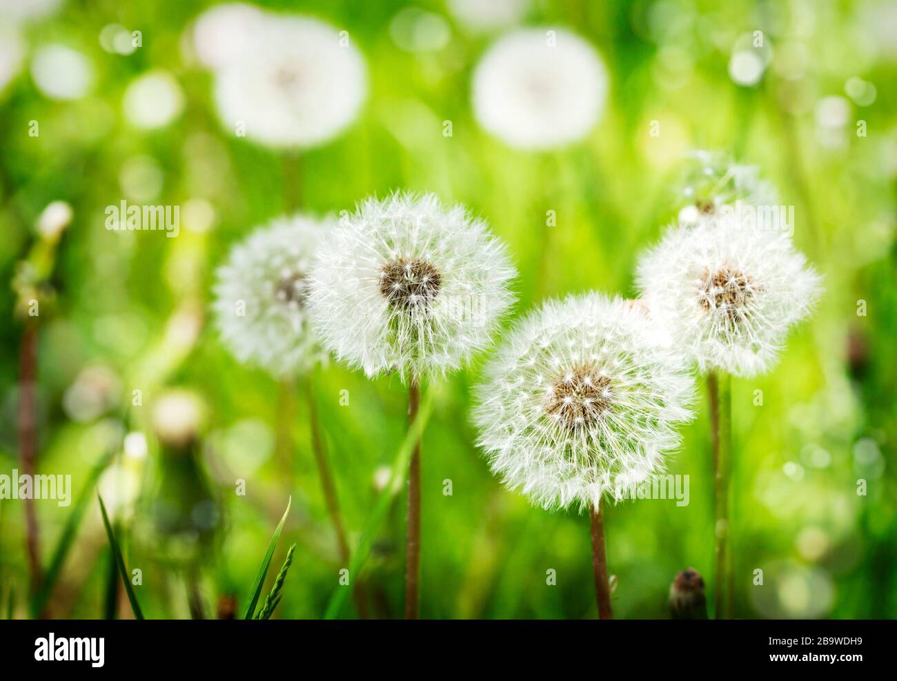 Meadow of Dandelions. Summer background Stock Photo - Alamy