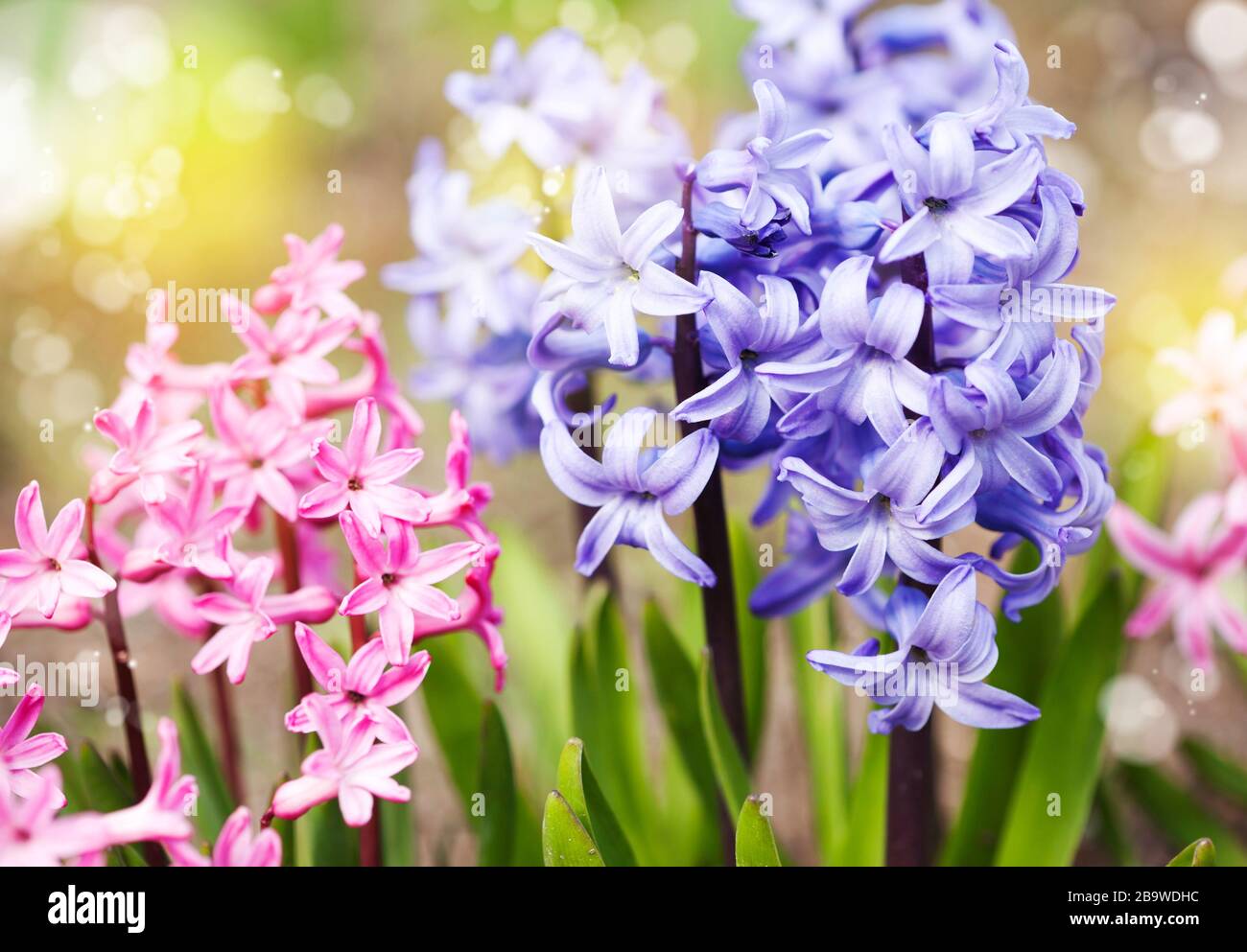 Group hyacinths hi-res stock photography and images - Alamy
