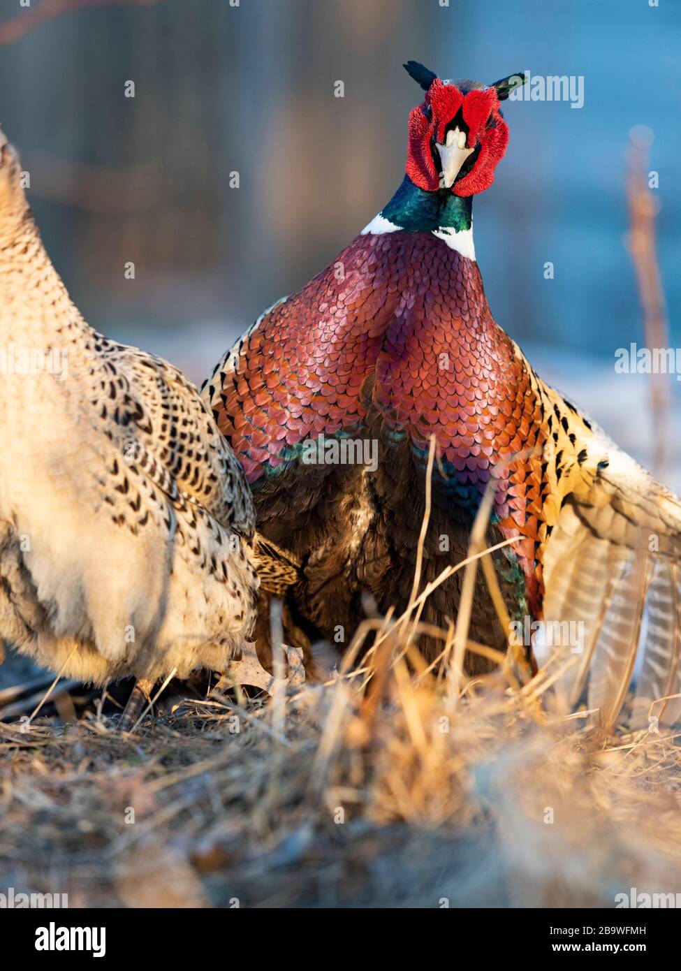 Pheasants mating hi-res stock photography and images - Alamy