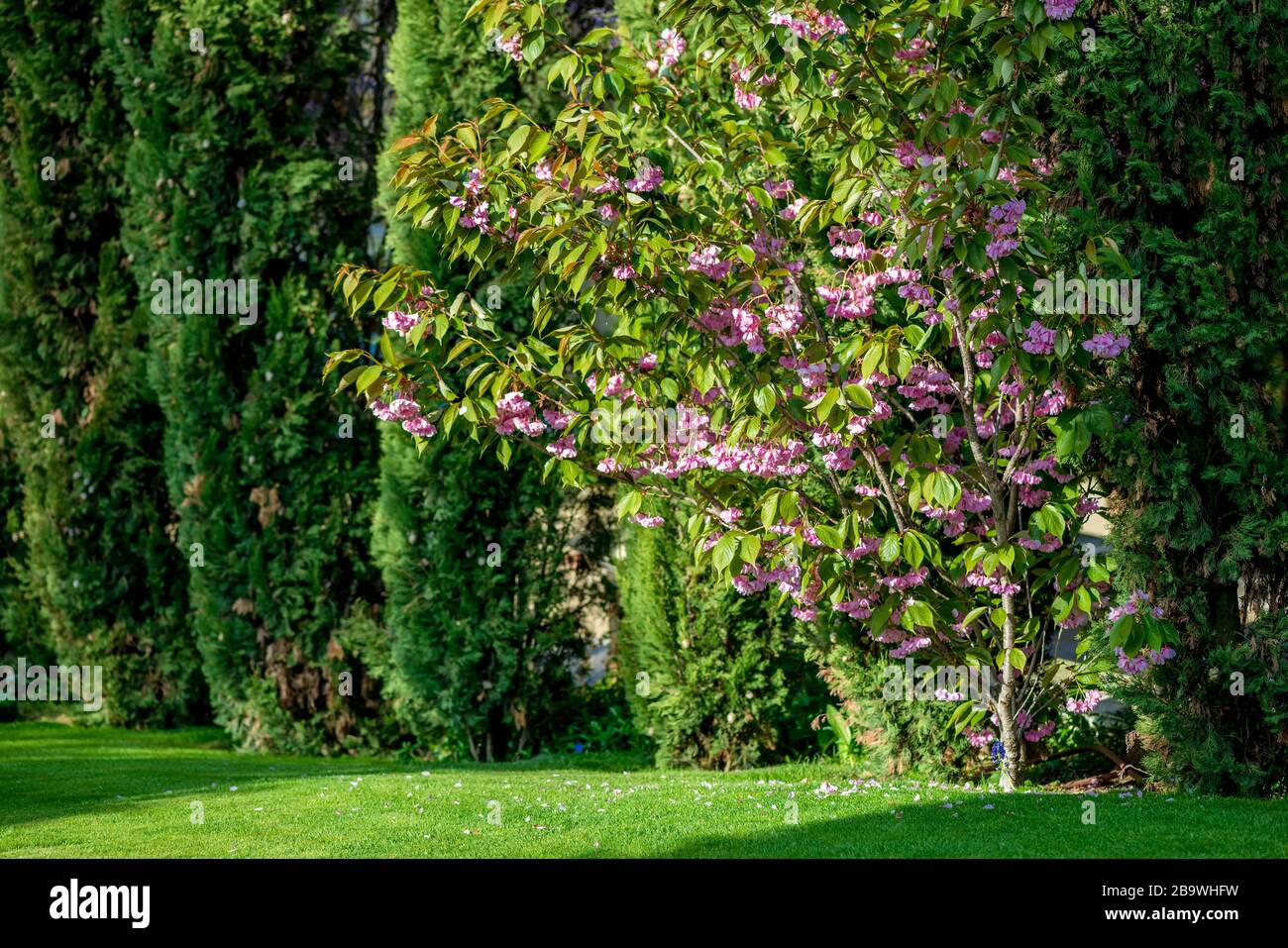 Flowering Japanese Sakura twigs in a spring garden Stock Photo - Alamy