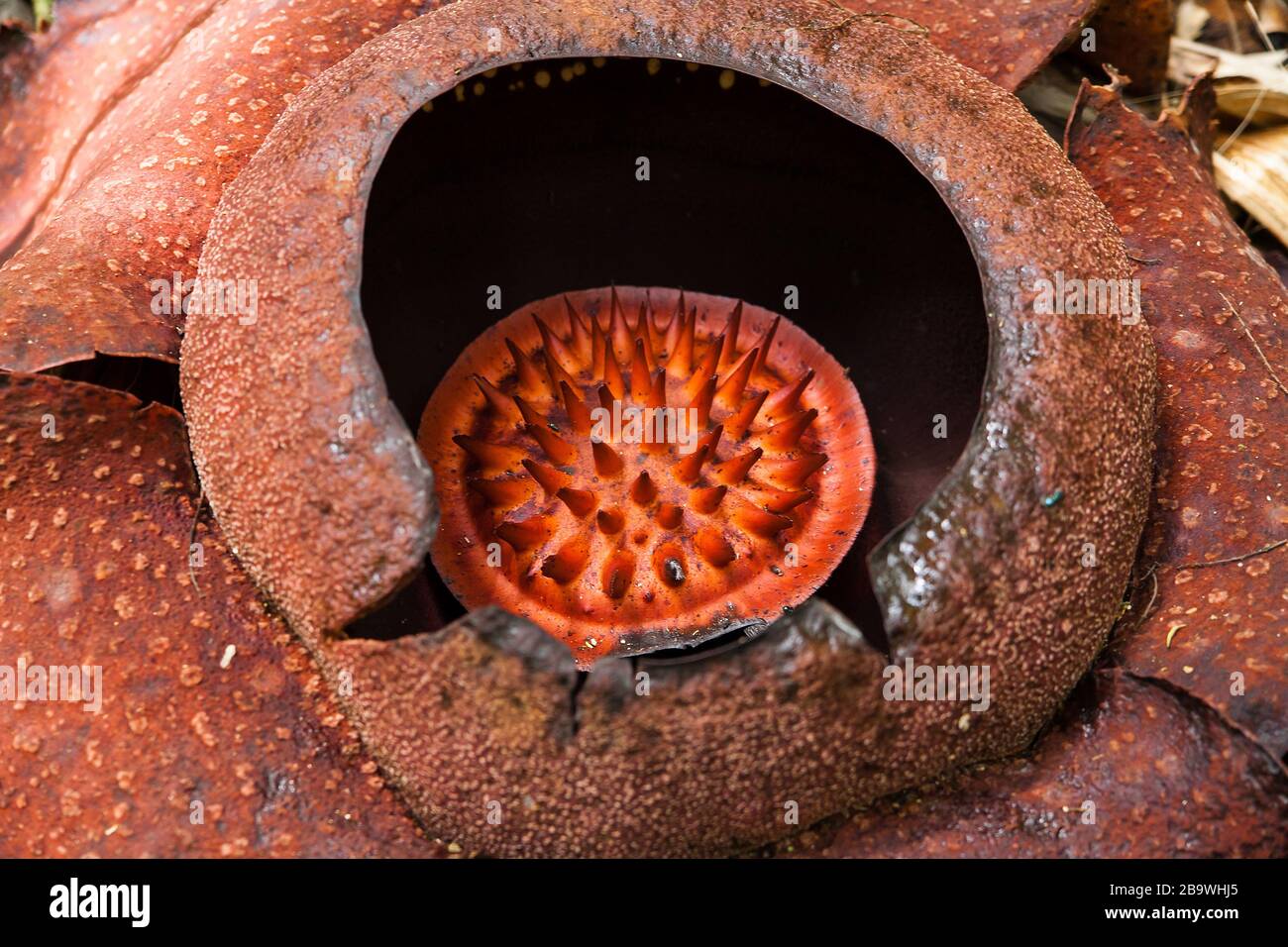 Giant flower rafflesia arnoldii hi-res stock photography and images - Alamy