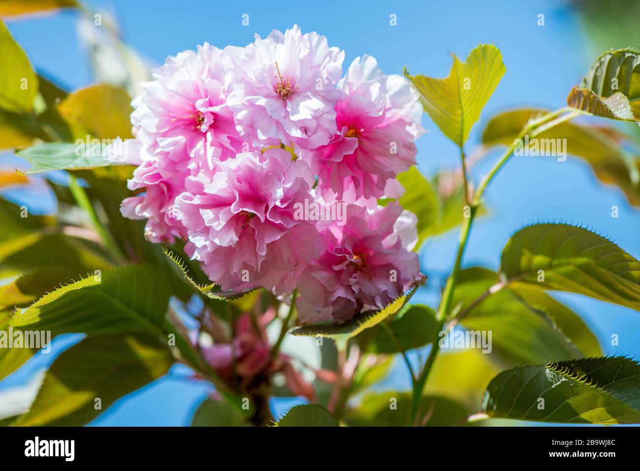 Flowering Japanese Sakura twigs in a spring garden Stock Photo - Alamy