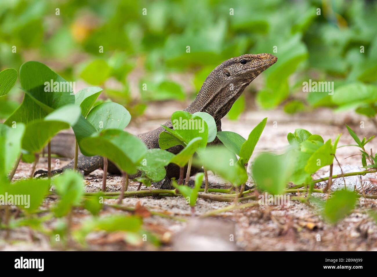 Monitor Lizard at the beach Pulau Perhentian Stock Photo - Alamy