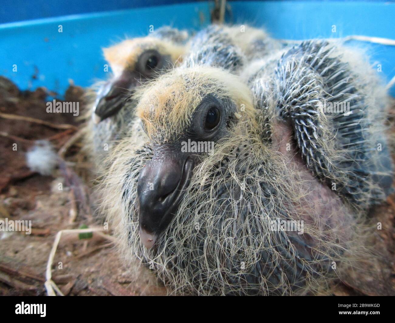 Closeup shot of cute of domestic baby homer racing pigeons Stock Photo ...