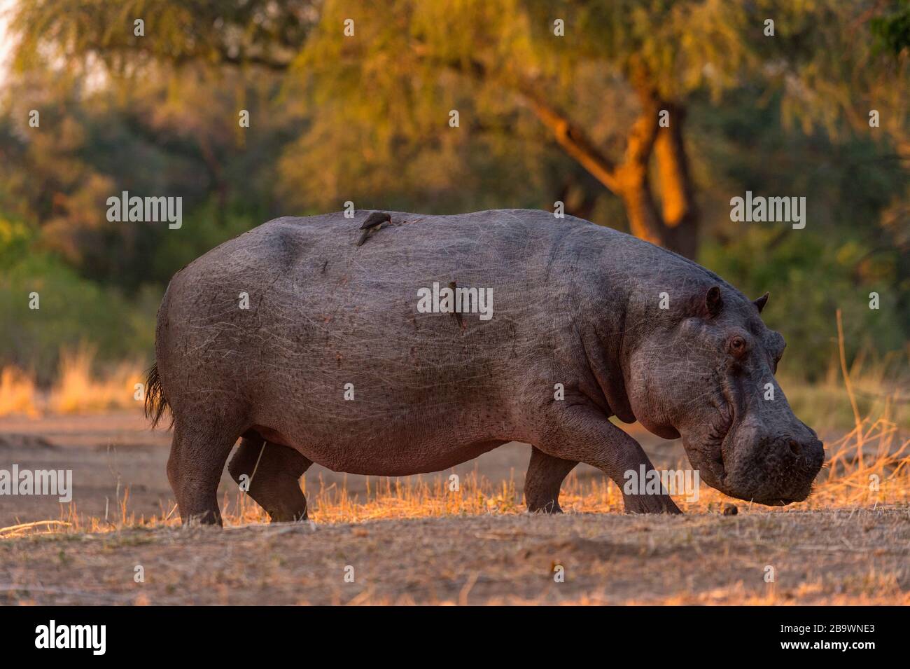 A large male Hippopotamus Hippopotamus amphibius seen in Zimbabwe's ...