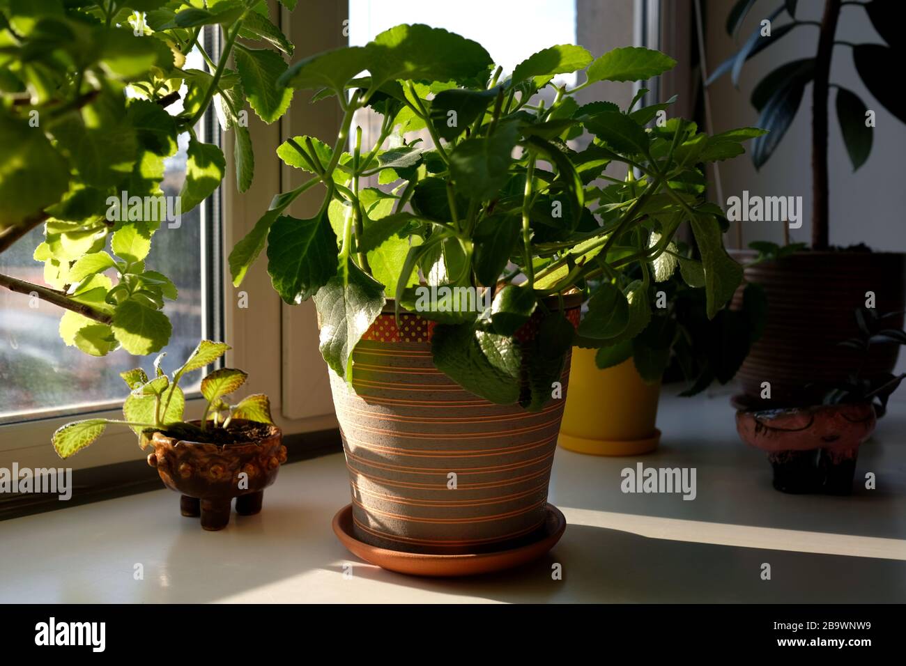 Mint grows at home. Mentha in a clay pot. Plants on the windowsill ...