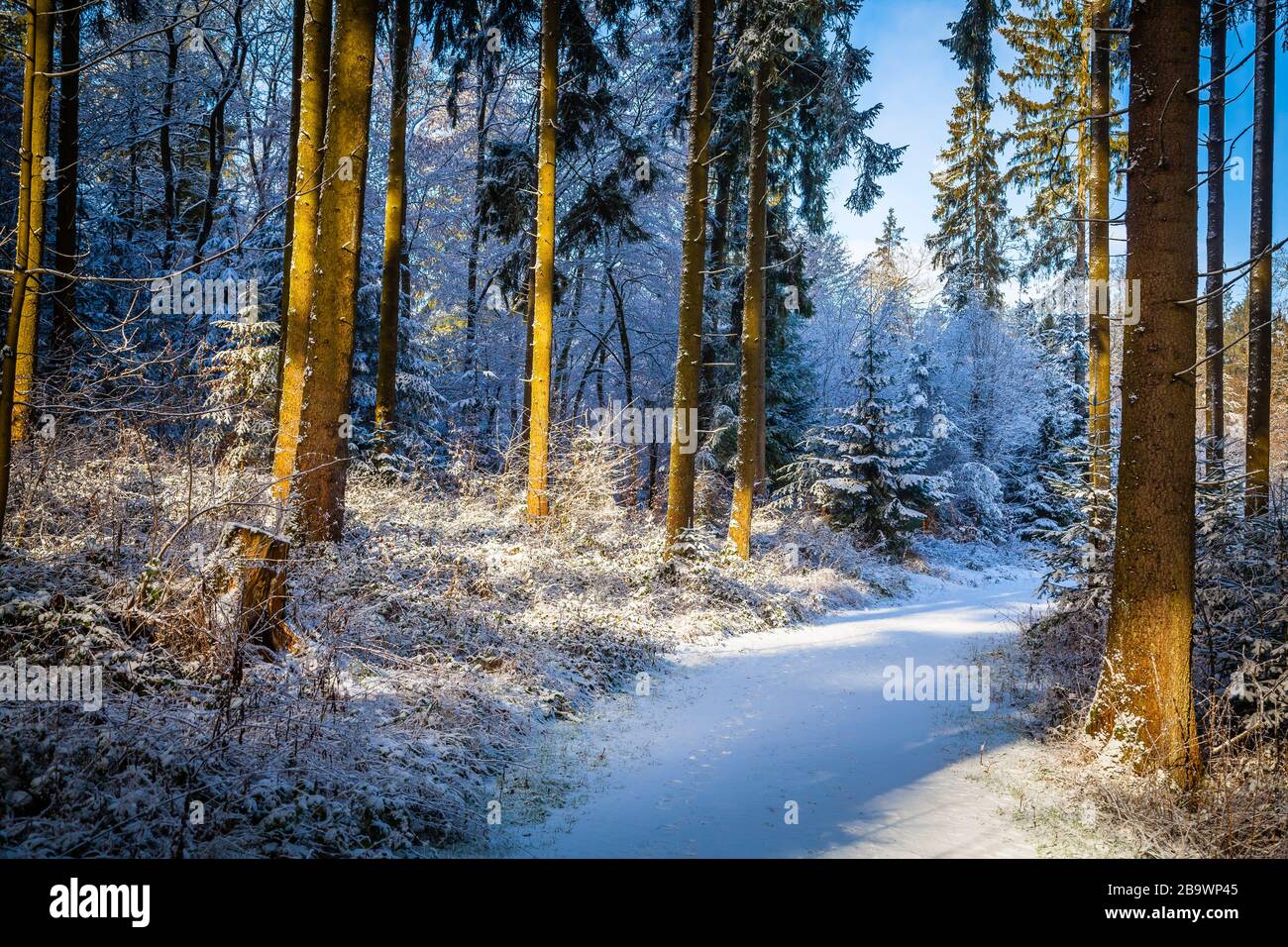 Trees In Winter Ardennes Stock Photos & Trees In Winter Ardennes Stock ...