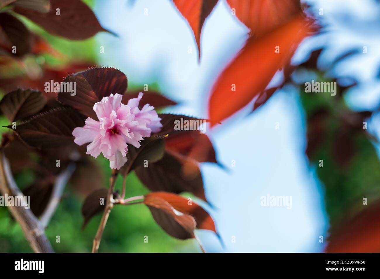 Flowering Japanese Sakura twigs in a spring garden Stock Photo - Alamy