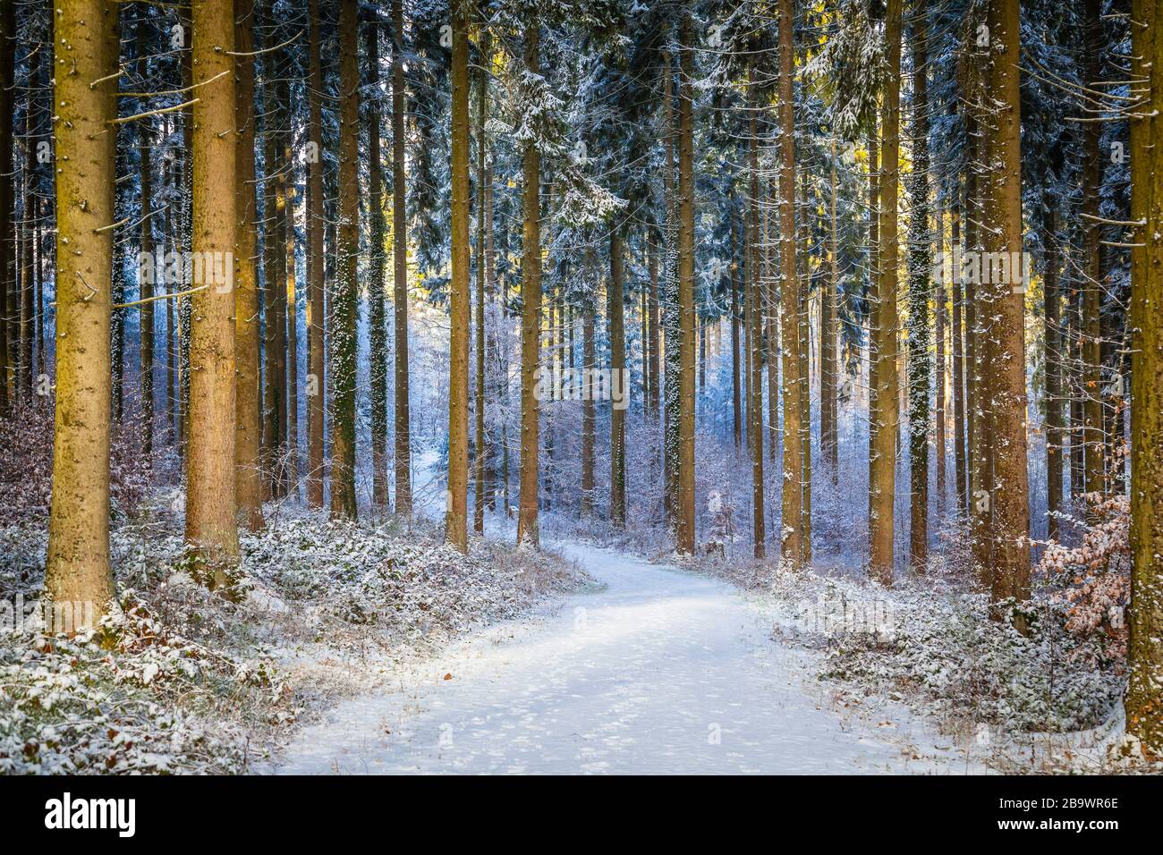 Trees In Winter Ardennes Stock Photos & Trees In Winter Ardennes Stock ...