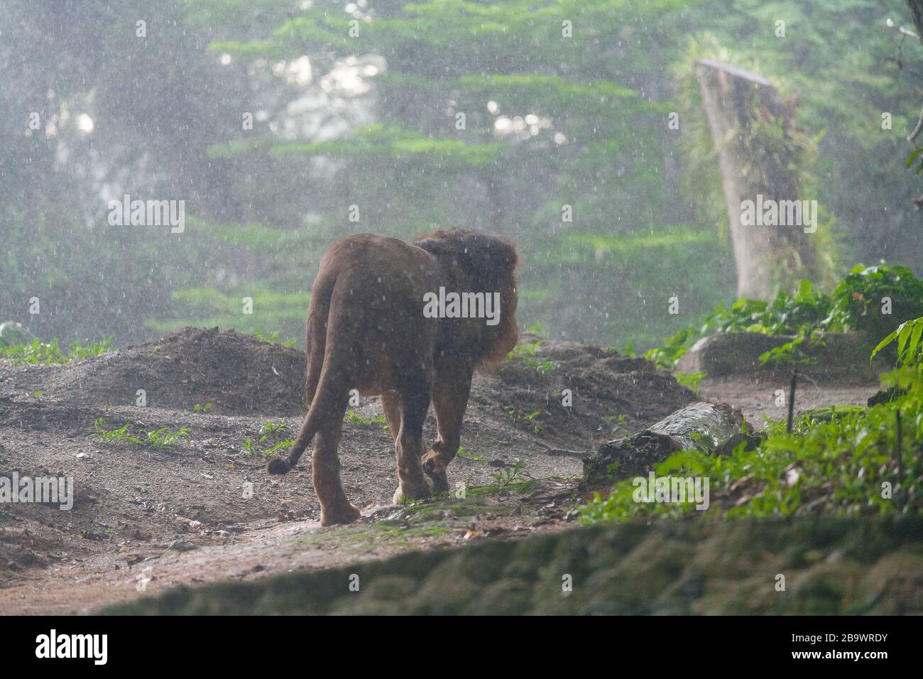 Singapore and congo hi-res stock photography and images - Alamy
