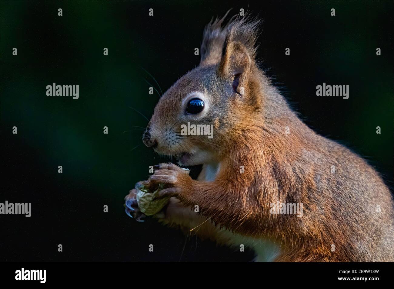 Squirrel having lunch hi-res stock photography and images - Alamy
