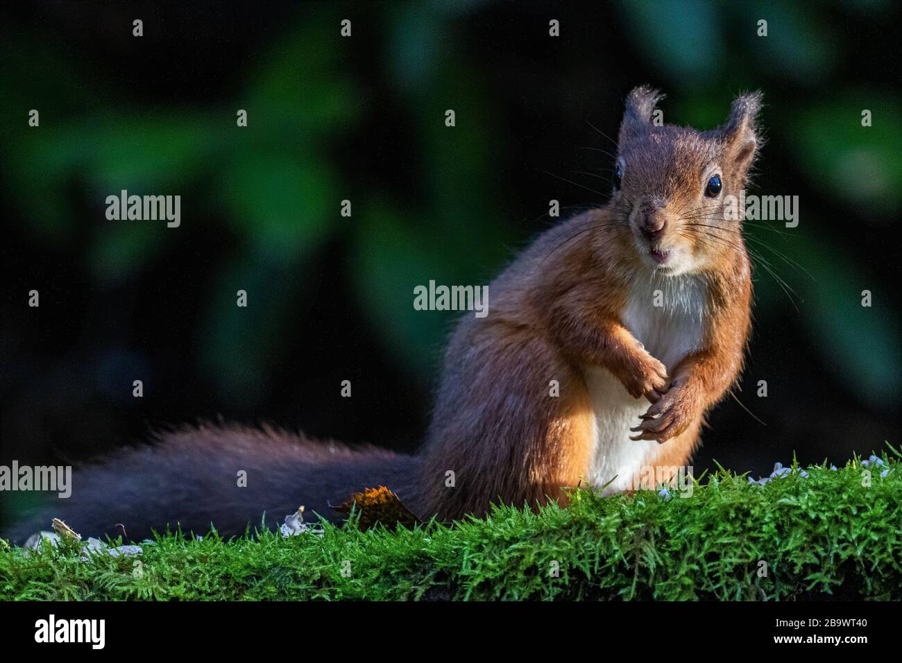 Red Squirrel having Lunch Stock Photo - Alamy