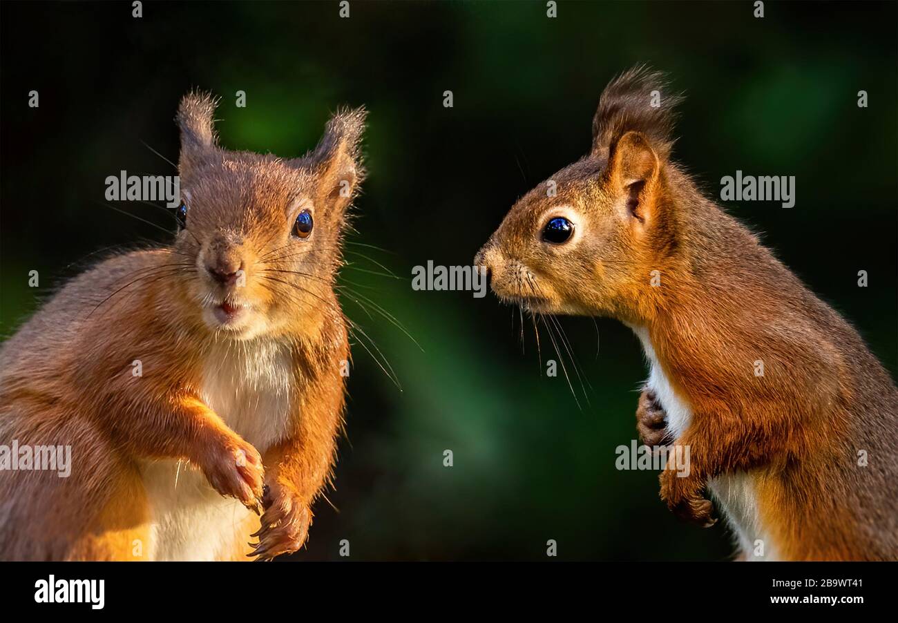 Two red squirrels having a chat Stock Photo - Alamy
