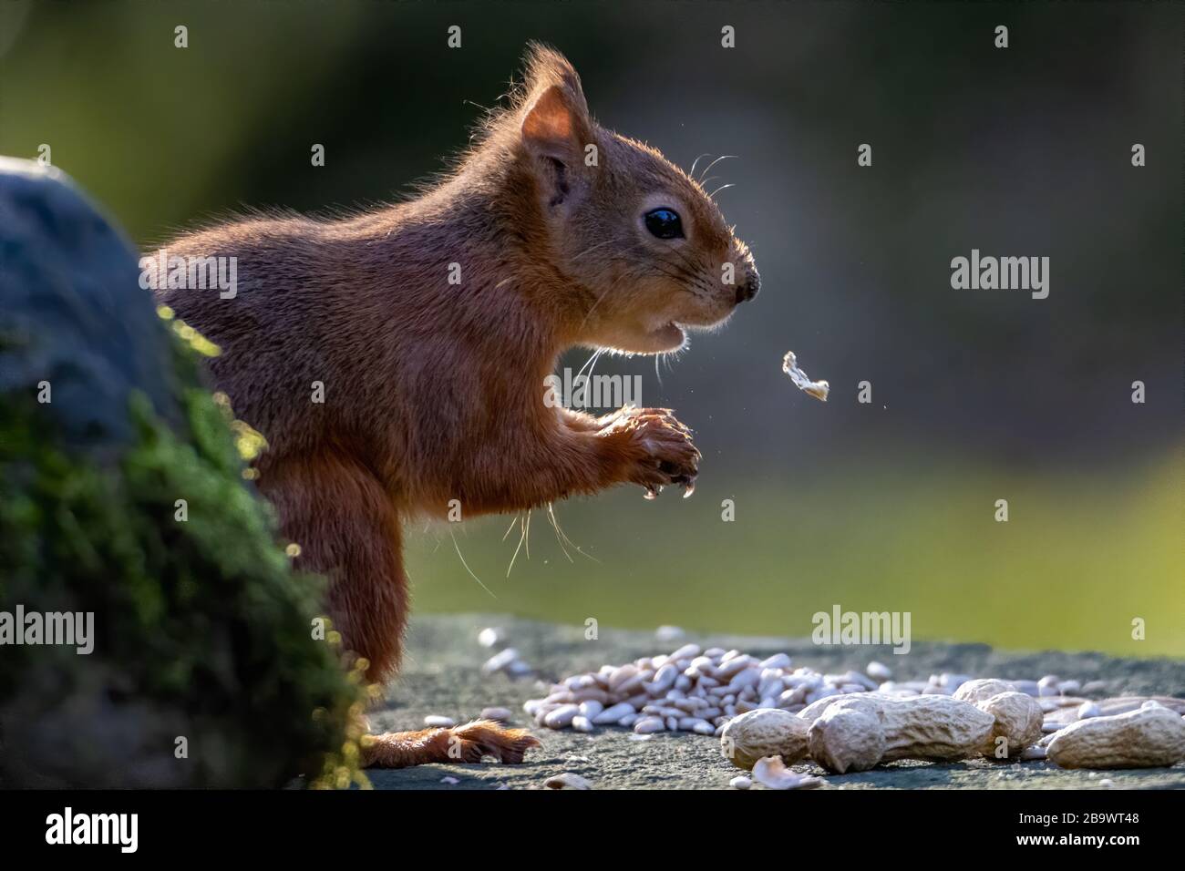 Red Squirrel Eating Stock Photo - Alamy