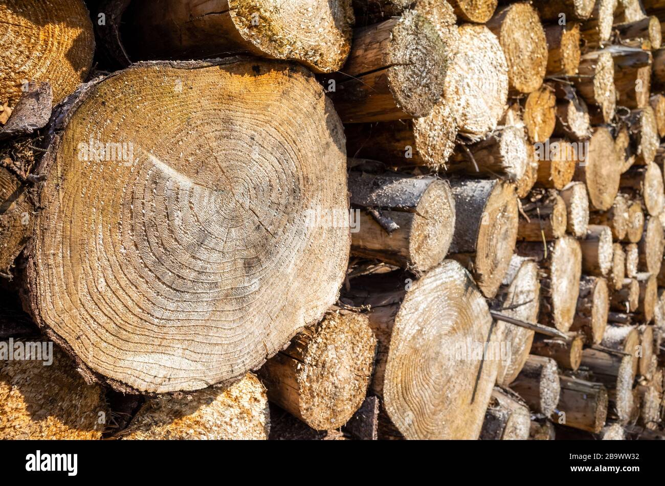 Close up picture of stacked tree logs, selective focus Stock Photo - Alamy