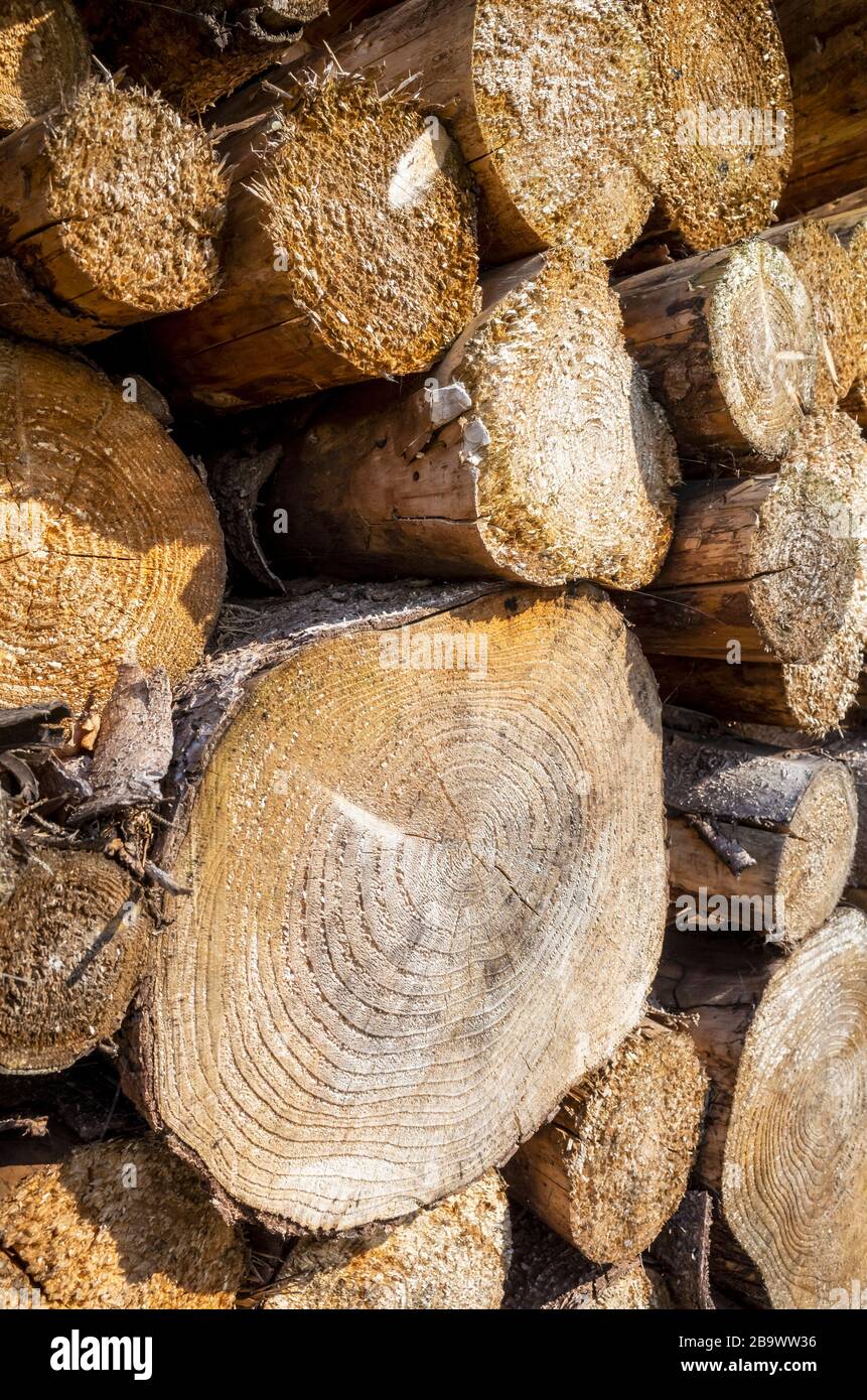 Stacked tree trunk hi-res stock photography and images - Alamy