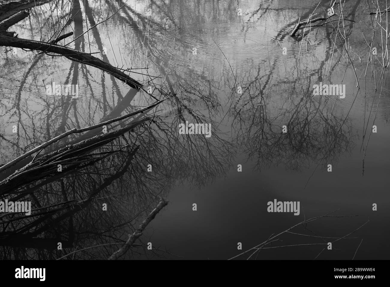 Inside the bushes hi-res stock photography and images - Alamy