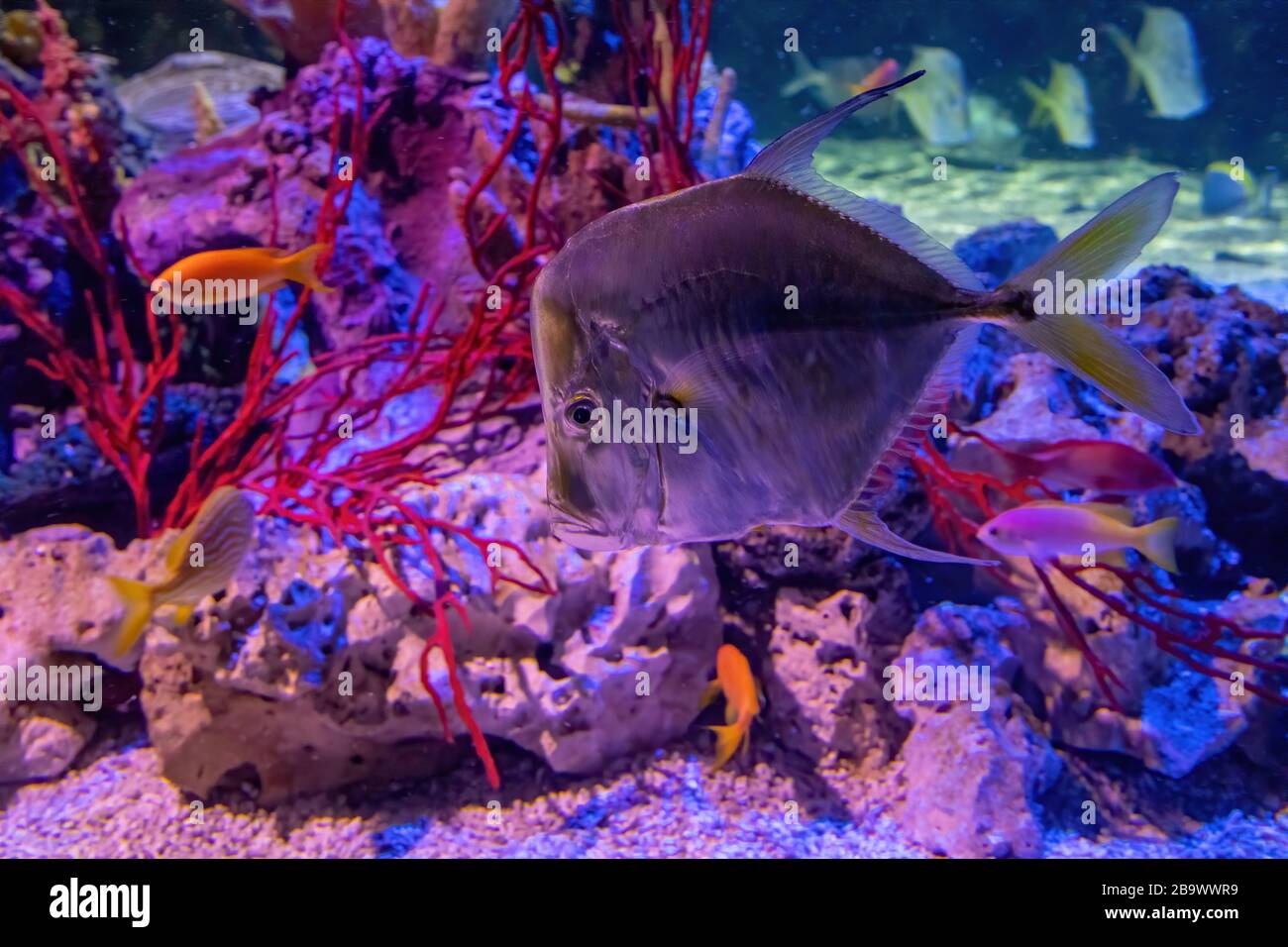 The silver coast underwater hi-res stock photography and images - Alamy